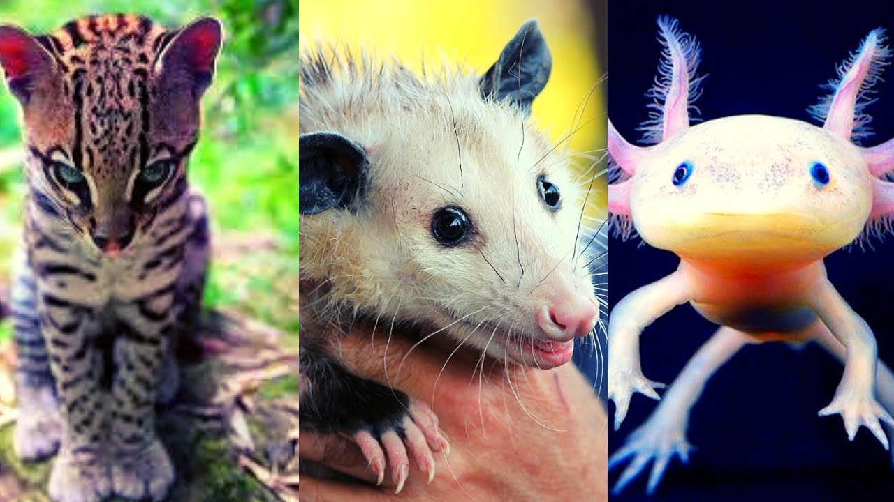 30 Maravillosos Animales Endémicos de México: Descubre la Fauna ...