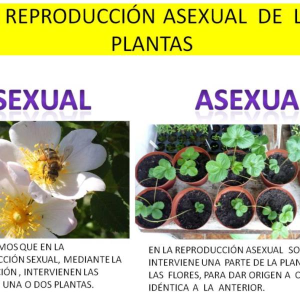 Descubre 5 plantas sorprendentes que se reproducen de forma asexual ...