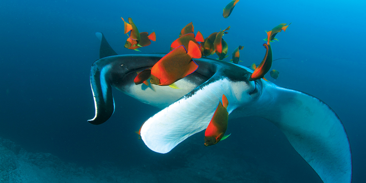 Descubre la belleza y diversidad de los animales de agua salada: ¡un ...