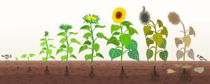 El fascinante ciclo de vida del girasol: desde la semilla hasta el ...