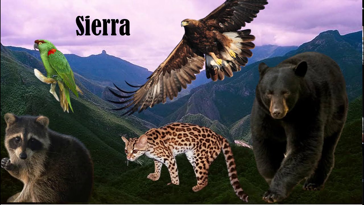 Explorando la Exuberante Flora y Fauna de Nuevo León: Un Encuentro con ...