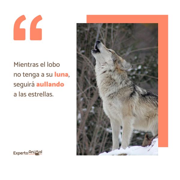 Fascinantes y poderosas: las mejores frases de lobo que te cautivarán ...