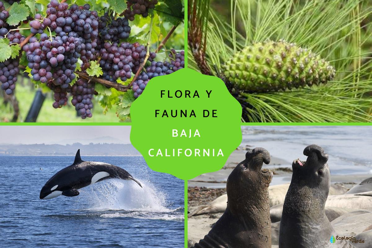 La exuberante flora y fauna de Baja California: Un tesoro natural que ...