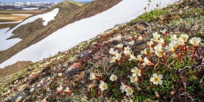 La fascinante flora del clima polar: Descubre la belleza natural que sobrevive en condiciones ...