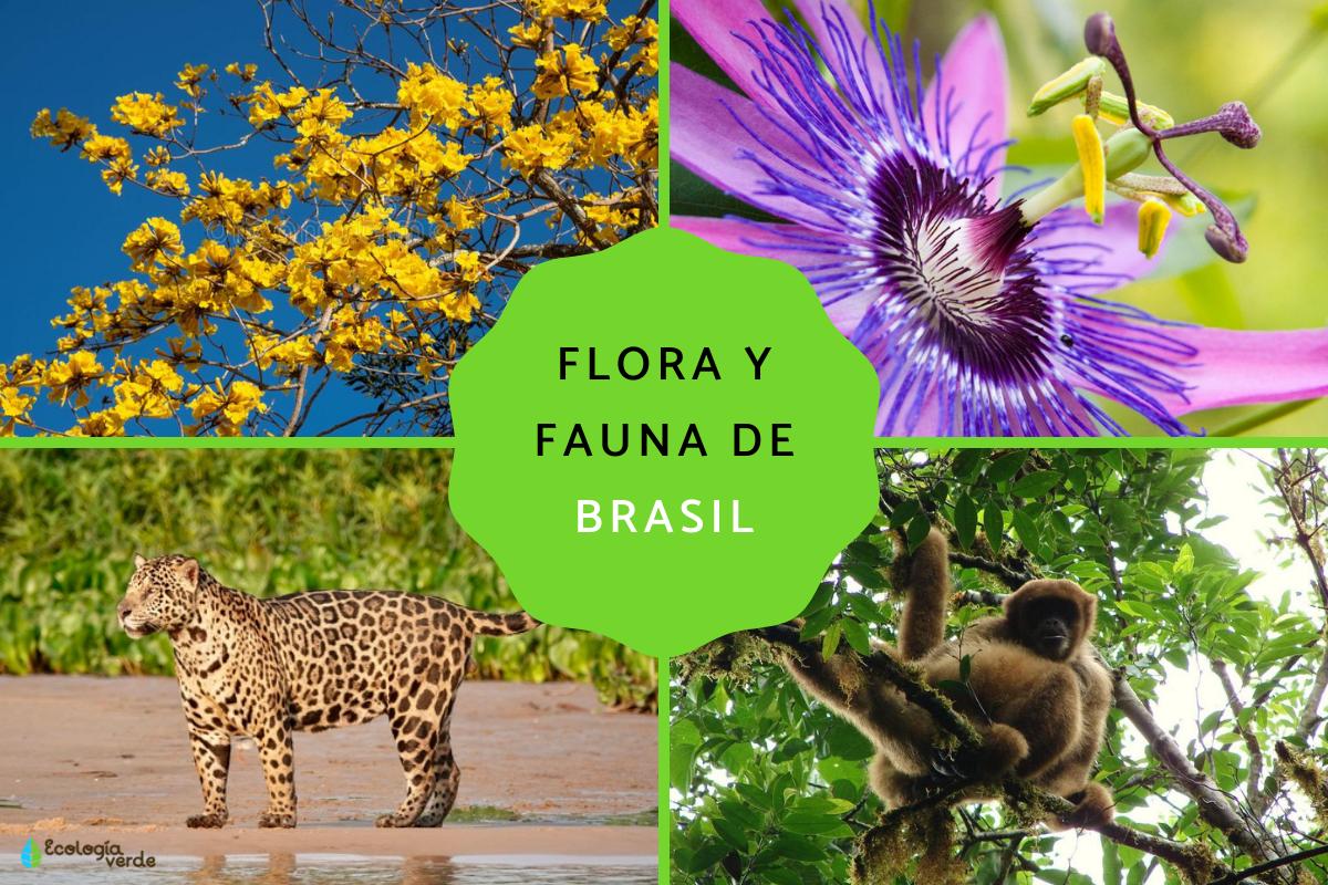 La maravillosa fauna de Brasil: descubre los increíbles animales que ...