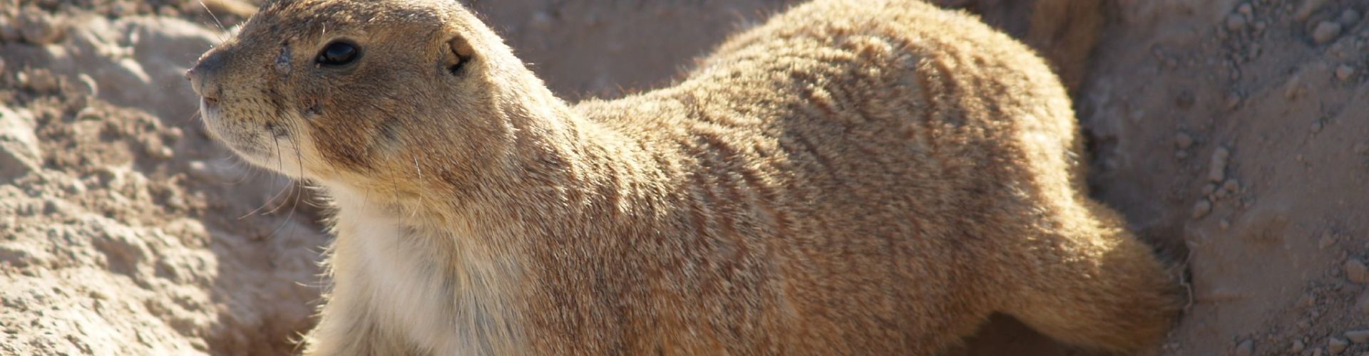Perrito Llanero Mexicano: La nueva tendencia de moda canina con sabor a ...